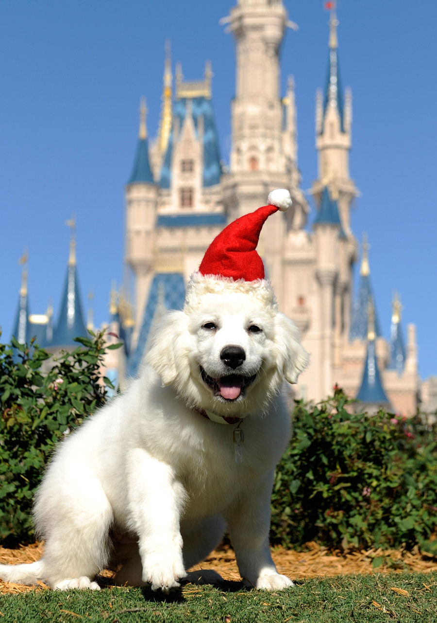 ‘Santa Paws’ at Walt Disney World Resort | Disney Parks Blog
