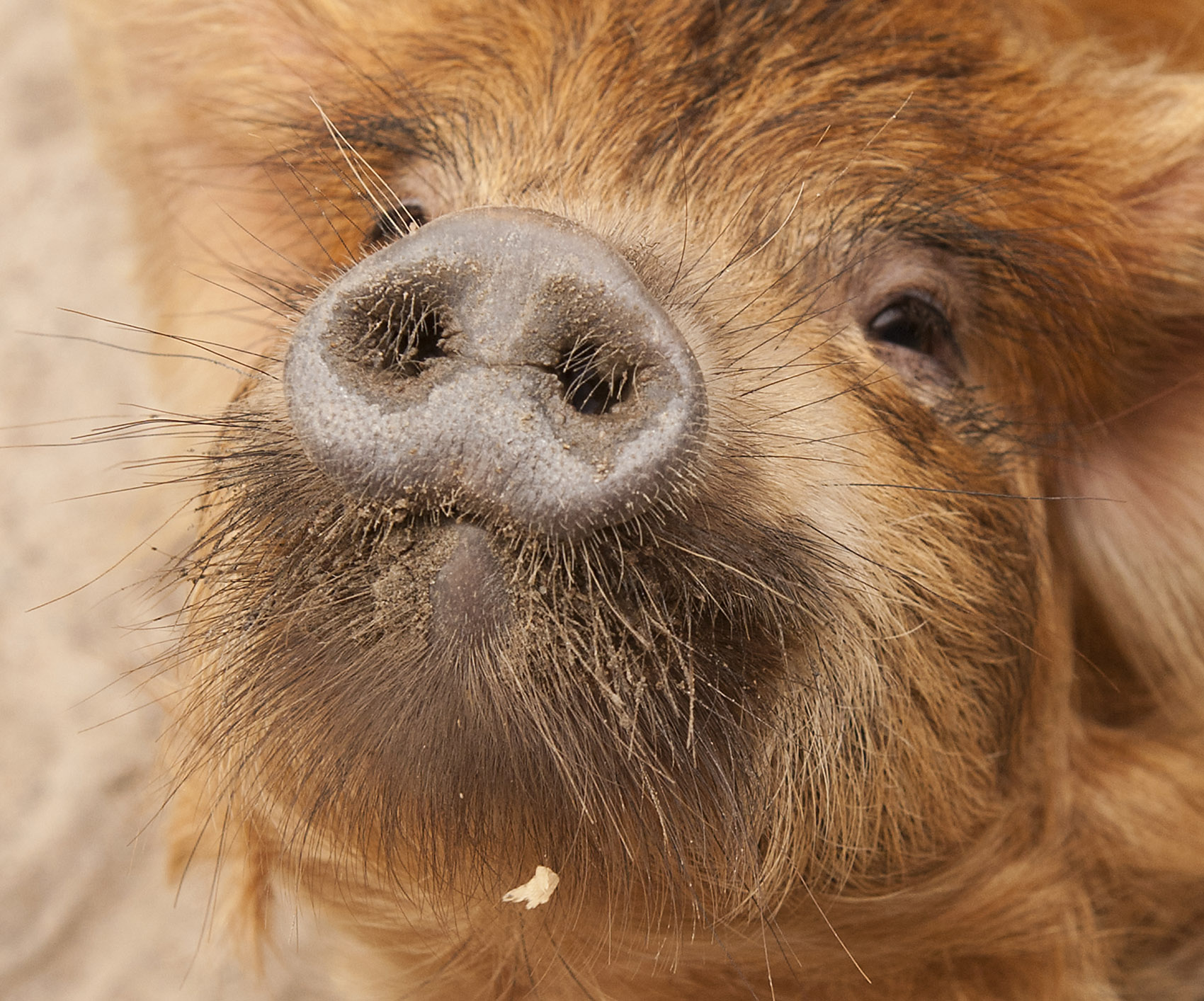 Kunekune Pigs Ham it Up and an Artful Pig Paints, All at Affection ...