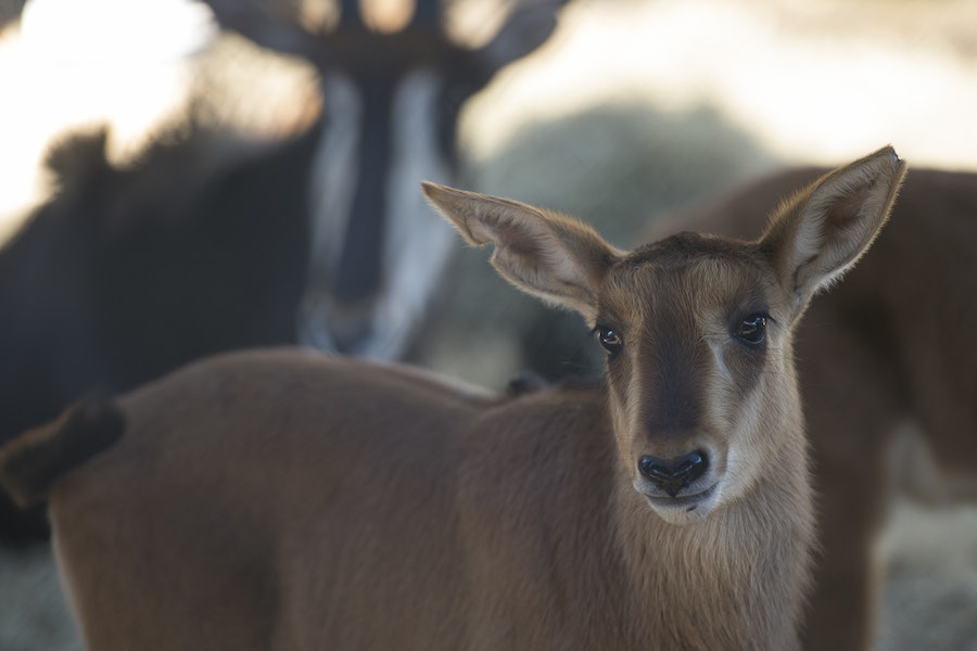 Wildlife Thursday: Disney’s Animal Kingdom Welcomes 5 Sable Antelope ...