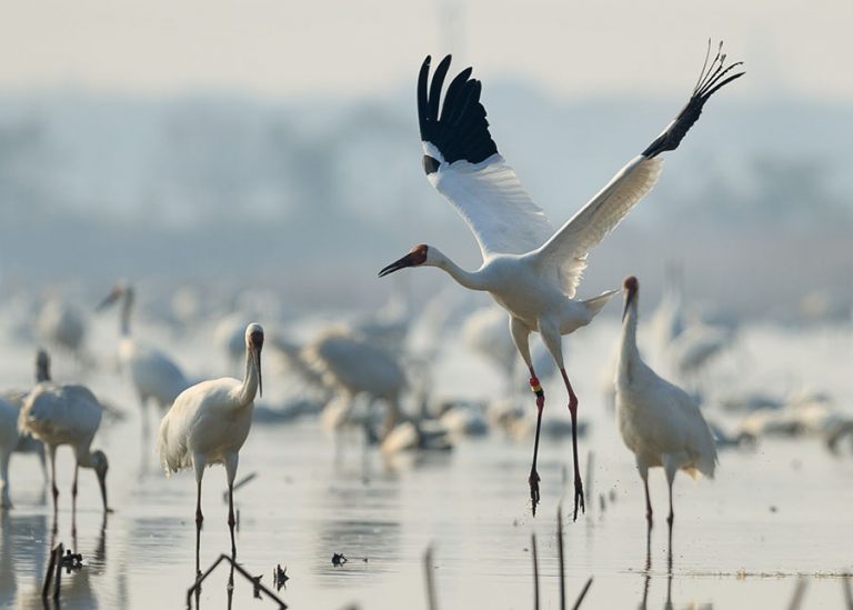 Wildlife Wednesday: Disney Helps Reverse the Decline of Siberian Cranes ...