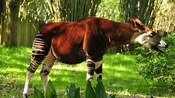 Okapis | Disney Animals | Walt Disney World Resort