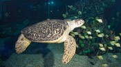 Sea Turtles | Epcot Attractions | Walt Disney World Resort